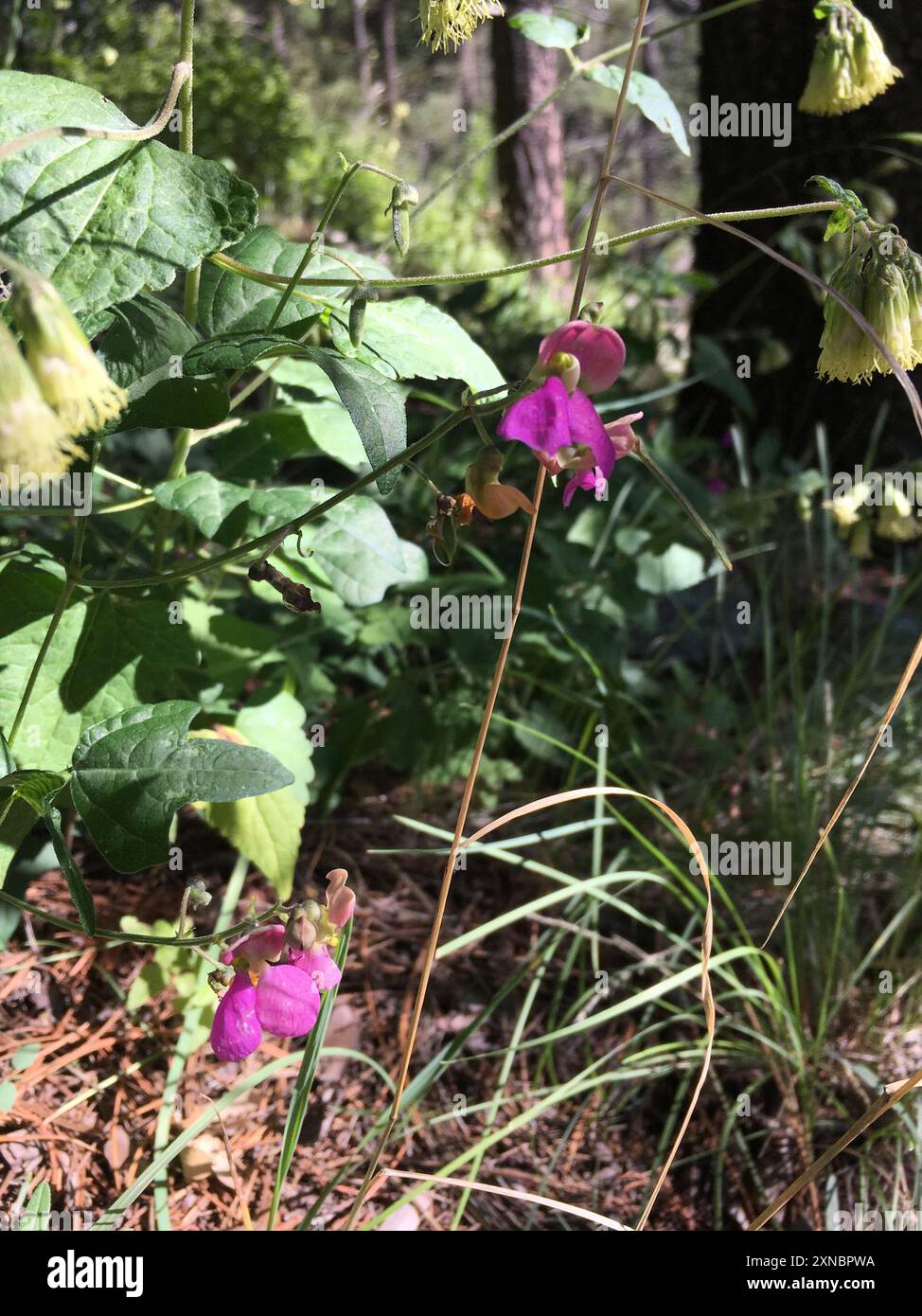 beans (Phaseolus) Plantae Stock Photo - Alamy