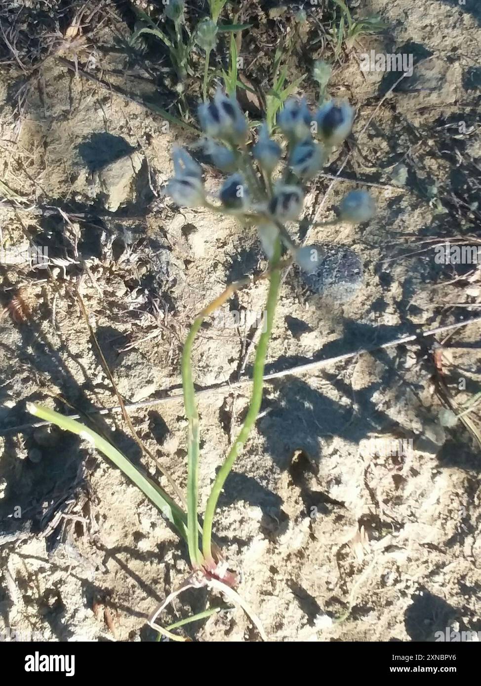 monocots (Liliopsida) Plantae Stock Photo - Alamy