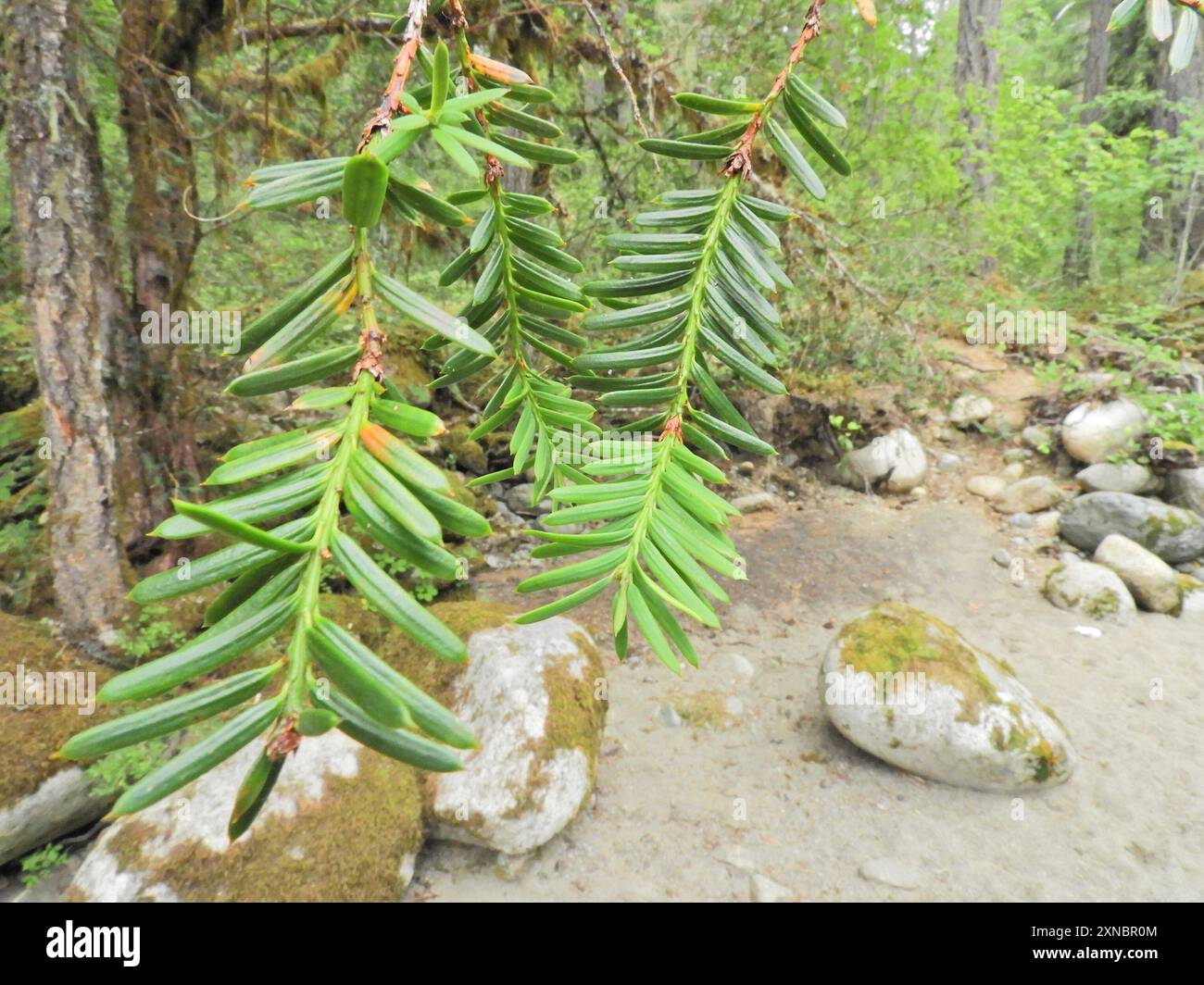 Pacific yew (Taxus brevifolia) Plantae Stock Photo - Alamy