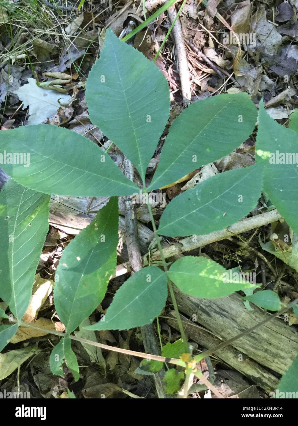 bitternut hickory (Carya cordiformis) Plantae Stock Photo - Alamy