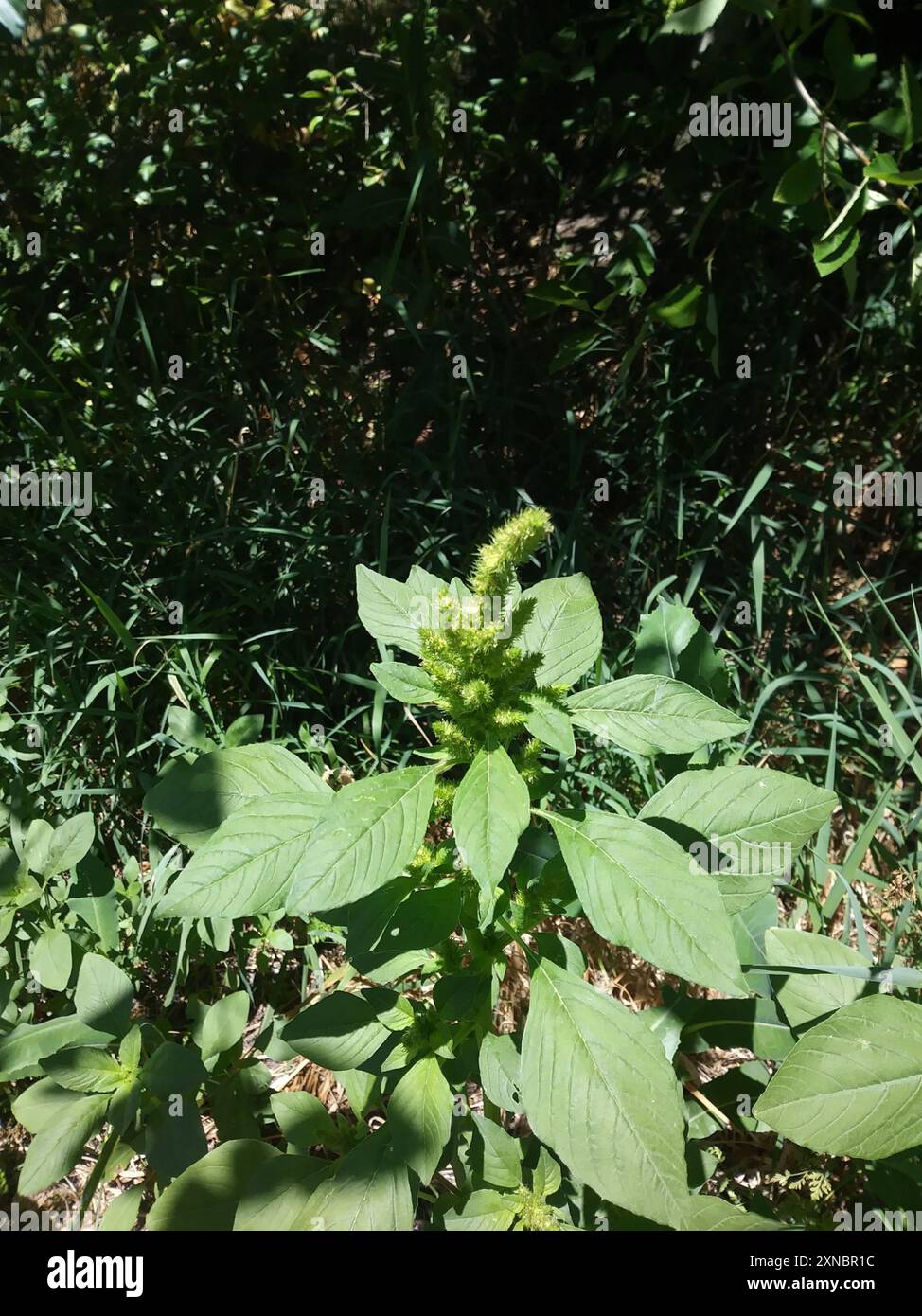 Redroot Amaranth (Amaranthus retroflexus) Plantae Stock Photo - Alamy