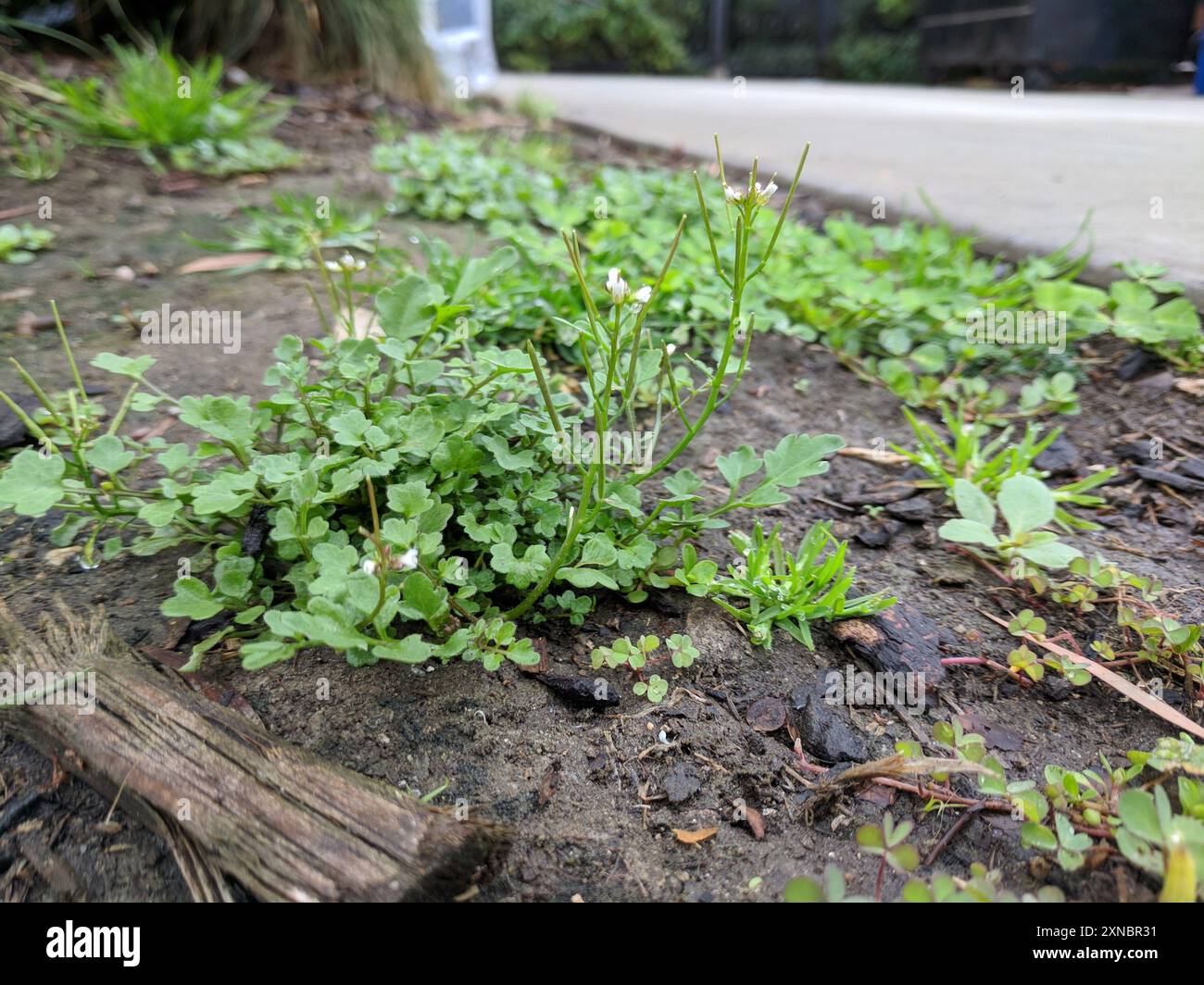 Nursery bittercress (Cardamine occulta) Plantae Stock Photo - Alamy