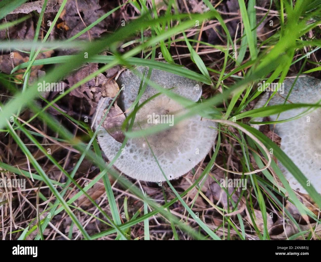 Green Quilt Russula (Russula crustosa) Fungi Stock Photo - Alamy