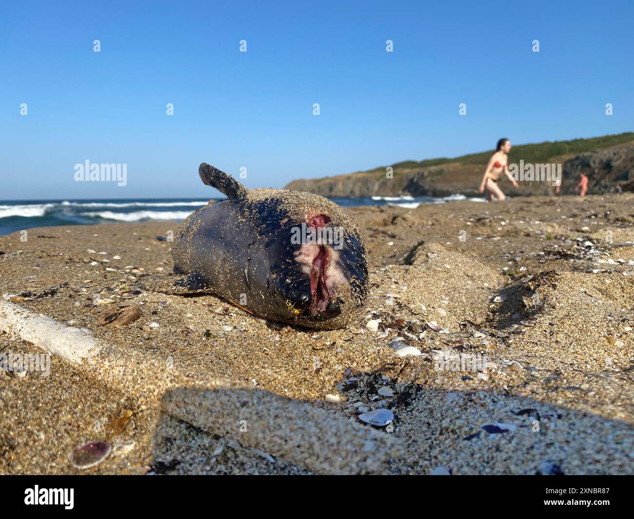 Toter Babydelfin Toter junger Delfin am Strand der Schwarzmeerküste ...
