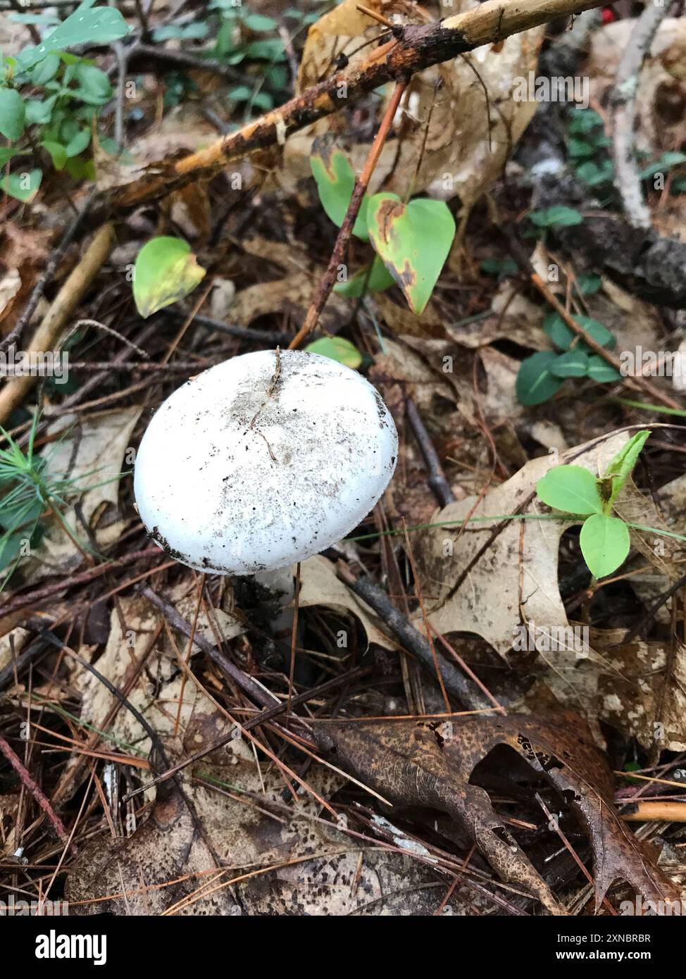 Eastern destroying angel amanita hi-res stock photography and images ...