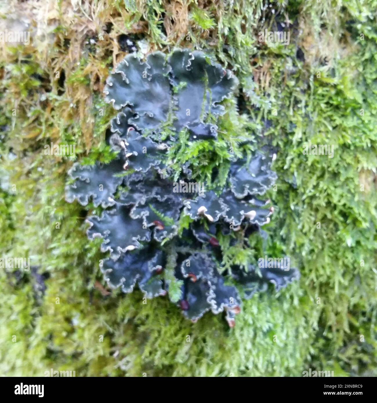 tree pelt lichen (Peltigera collina) Fungi Stock Photo - Alamy