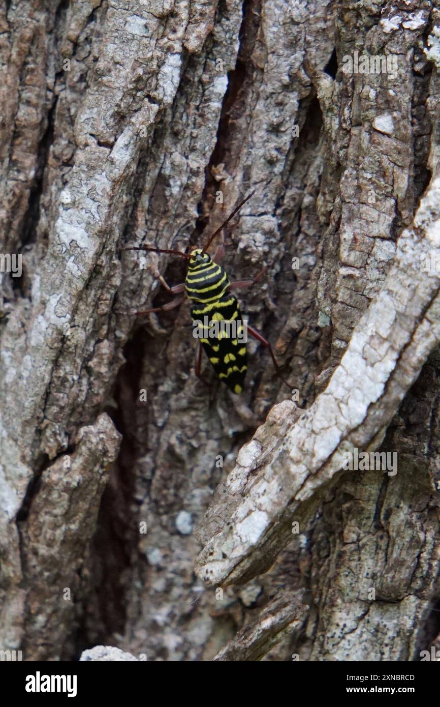 Mesquite Borer (Placosternus difficilis) Insecta Stock Photo - Alamy