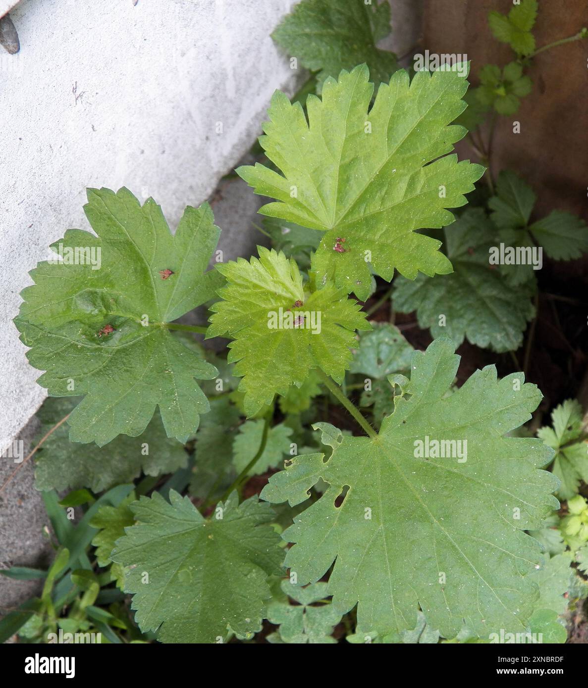 Carolina Bristlemallow (Modiola caroliniana) Plantae Stock Photo - Alamy