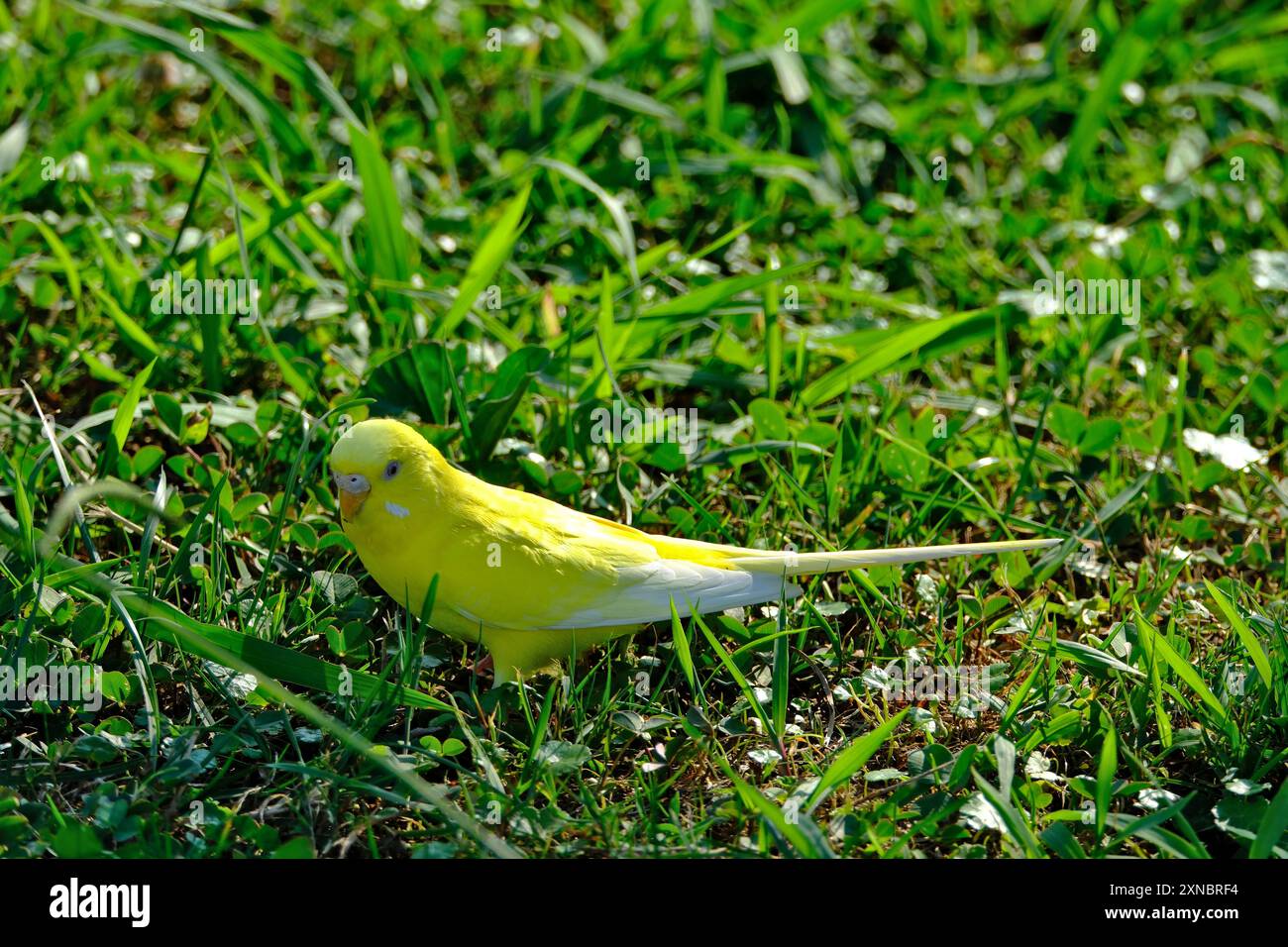 Yellow budgerigar on the grass in the park in summer Stock Photo - Alamy
