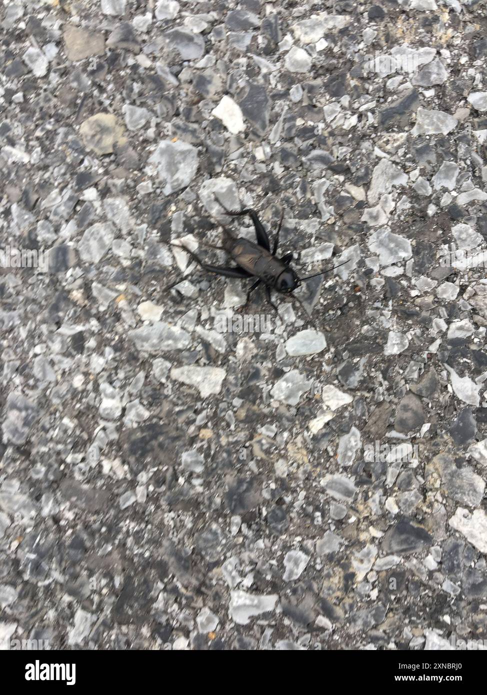 Field cricket gryllus pennsylvanicus hi-res stock photography and ...