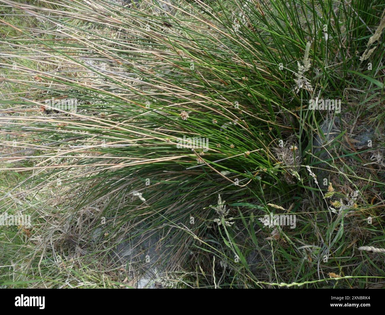 Knobby Clubrush (Ficinia nodosa) Plantae Stock Photo - Alamy