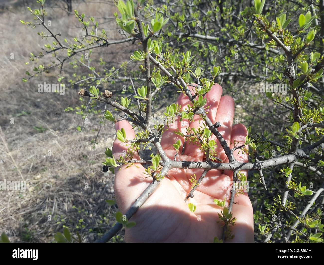 Stretchberry (Forestiera pubescens) Plantae Stock Photo - Alamy