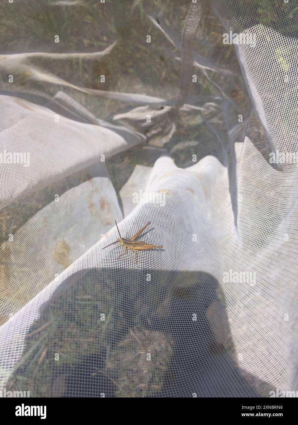 Bunch Grass Locust (Pseudopomala brachyptera) Insecta Stock Photo - Alamy