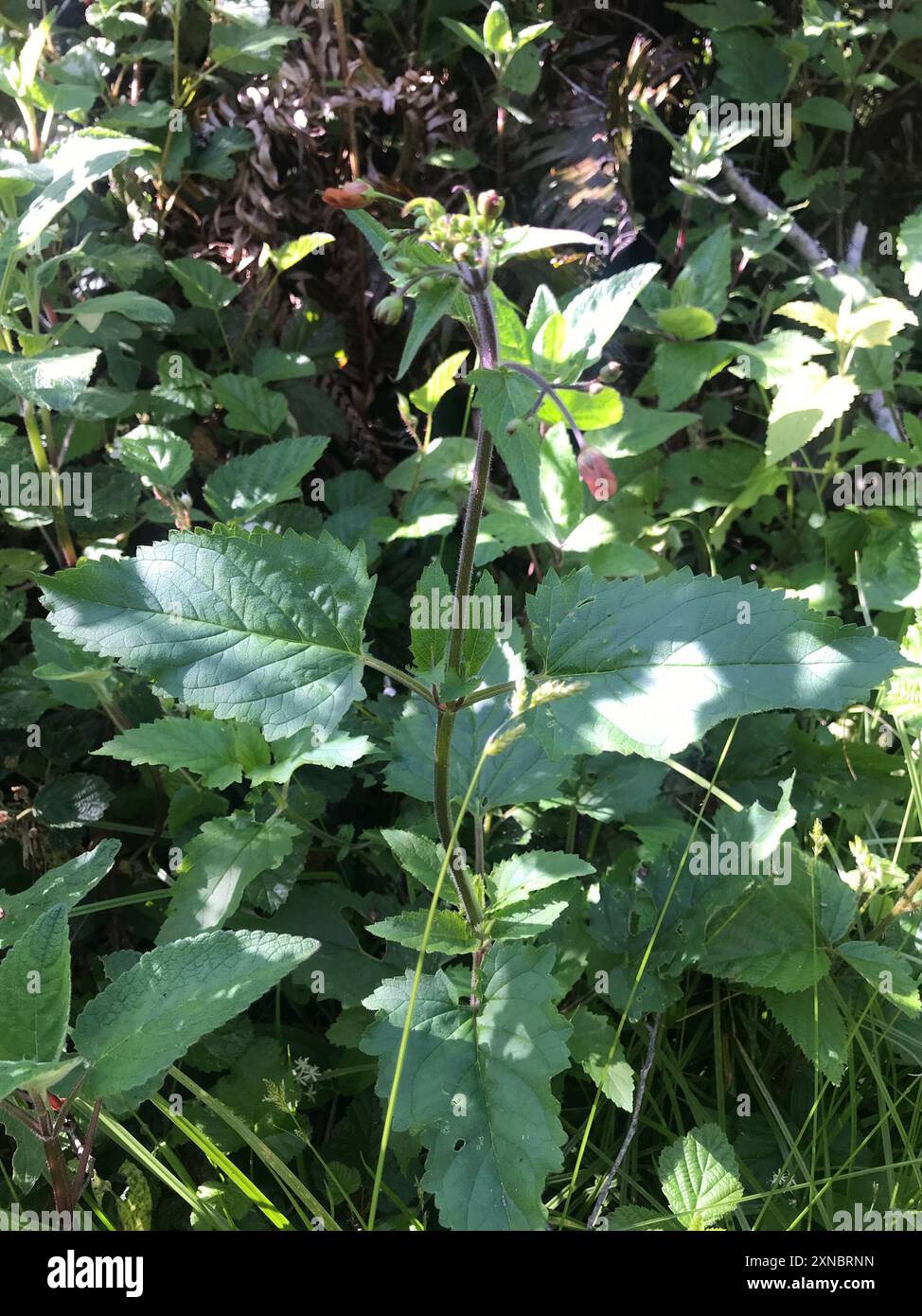 California beeplant (Scrophularia californica) Plantae Stock Photo - Alamy