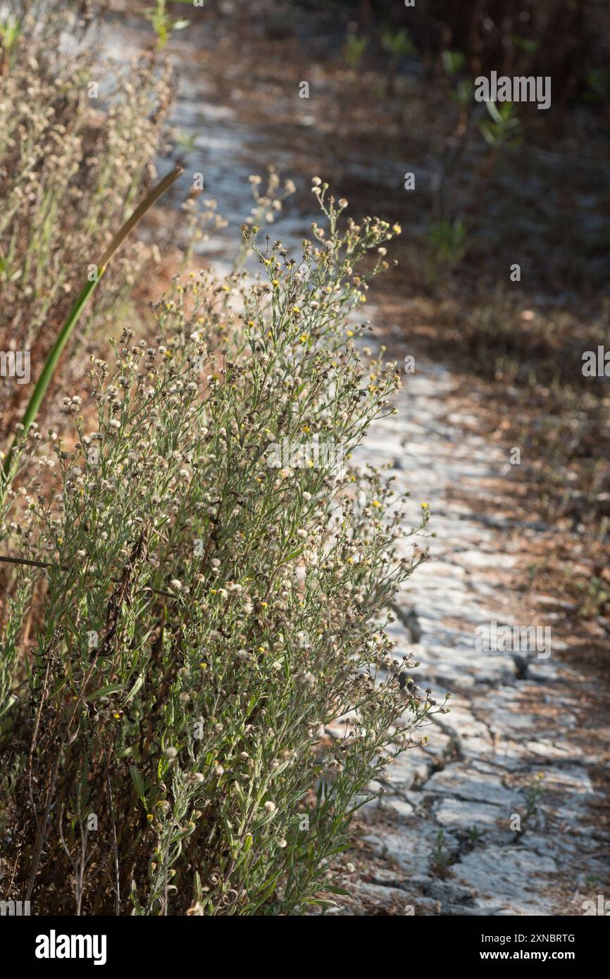 Spanish False Fleabane (Pulicaria paludosa) Plantae Stock Photo - Alamy