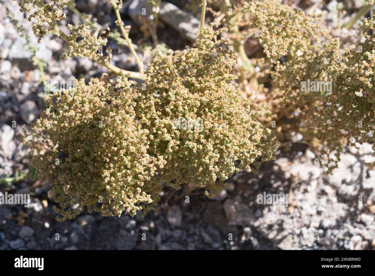 Jerusalem oak (Dysphania botrys) Plantae Stock Photo - Alamy