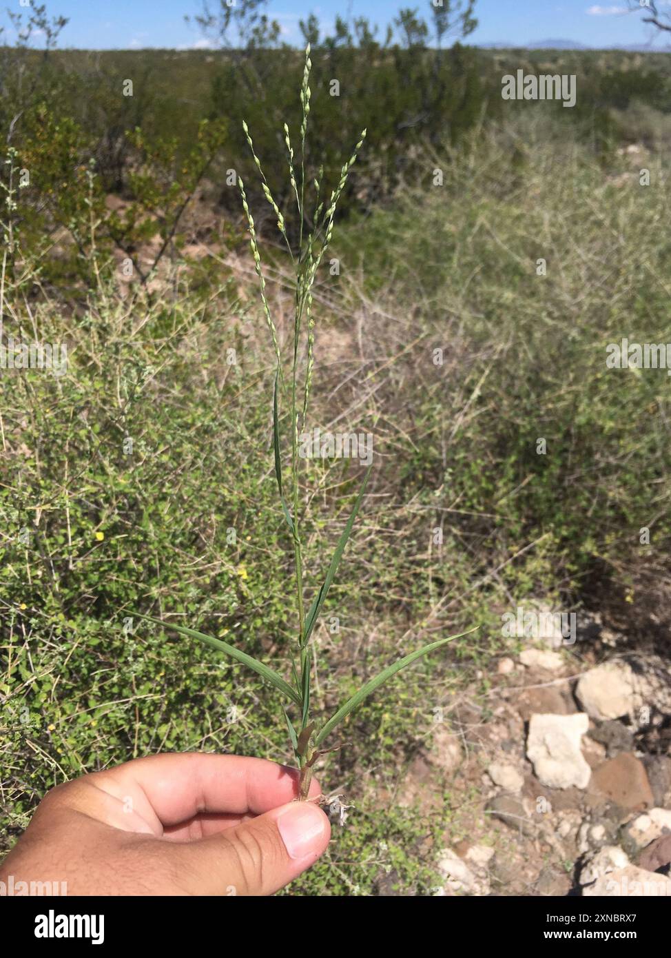 Mexican panicgrass (Panicum hirticaule) Plantae Stock Photo - Alamy