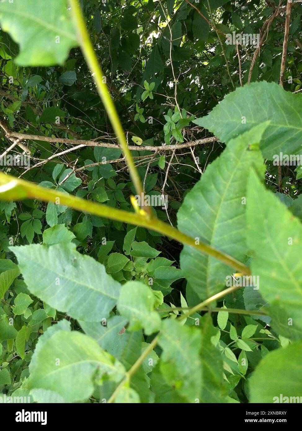 bitternut hickory (Carya cordiformis) Plantae Stock Photo - Alamy