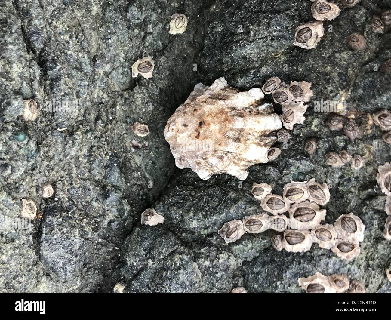 Rough Limpet (Lottia scabra) Mollusca Stock Photo - Alamy