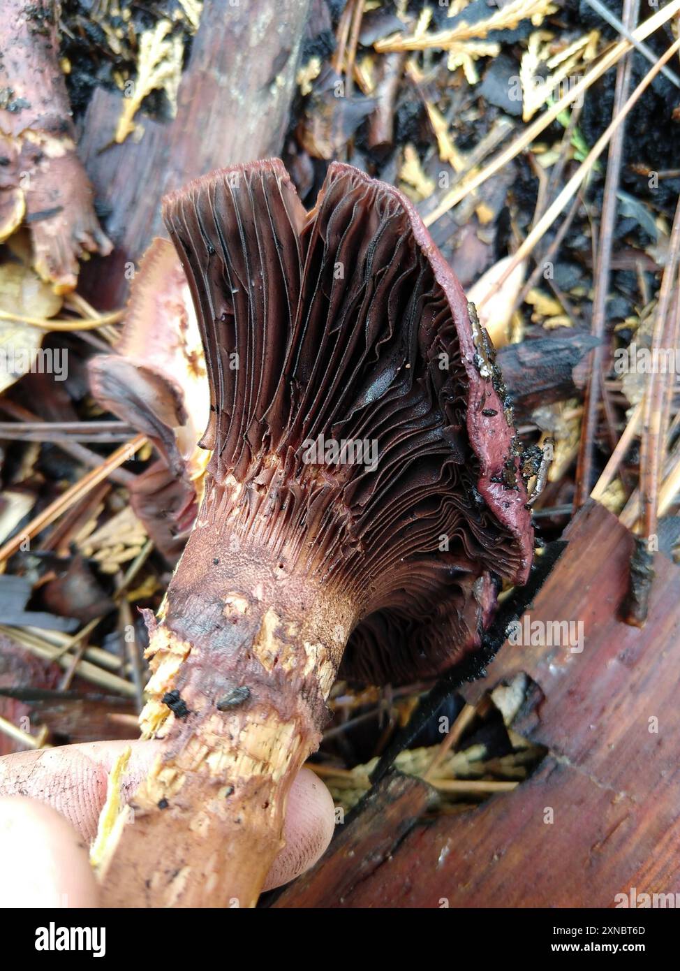 Pine Spikes (Chroogomphus vinicolor) Fungi Stock Photo - Alamy