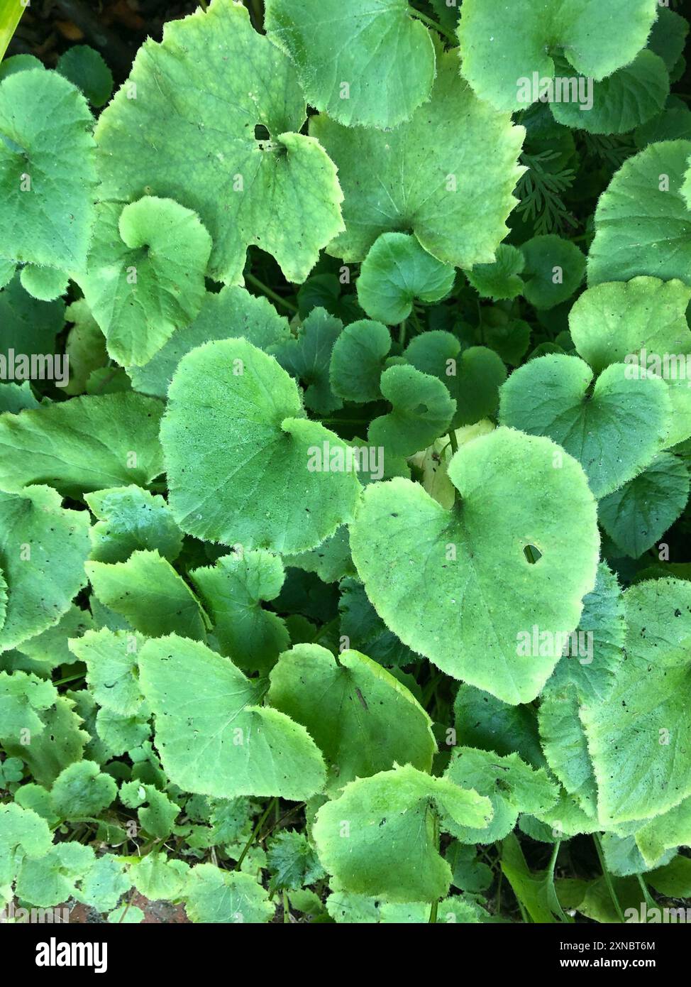 plants (Plantae) Plantae Stock Photo - Alamy
