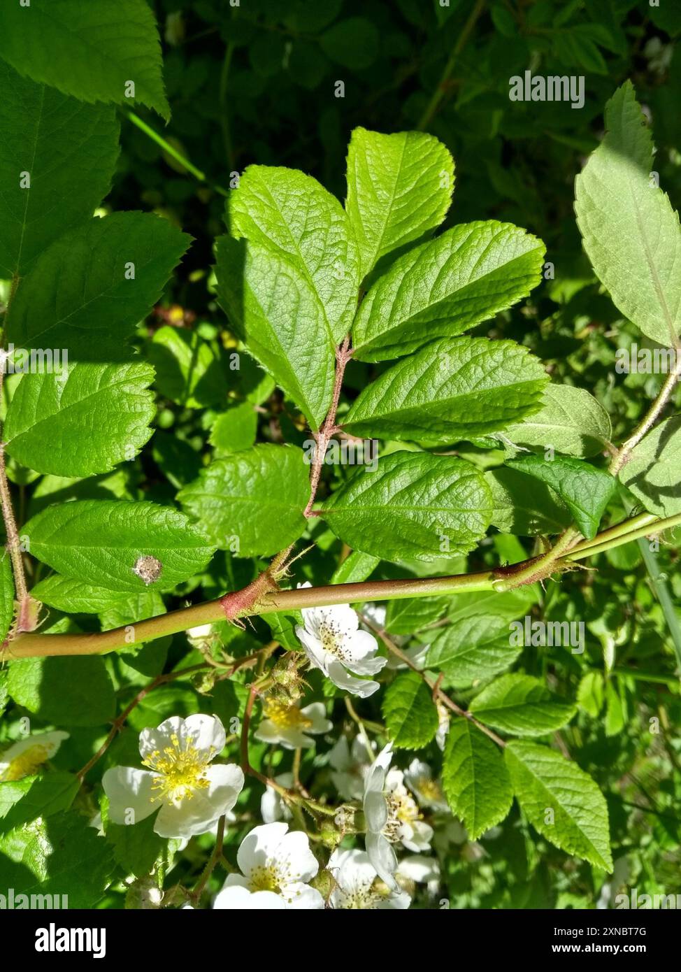 multiflora rose (Rosa multiflora) Plantae Stock Photo - Alamy