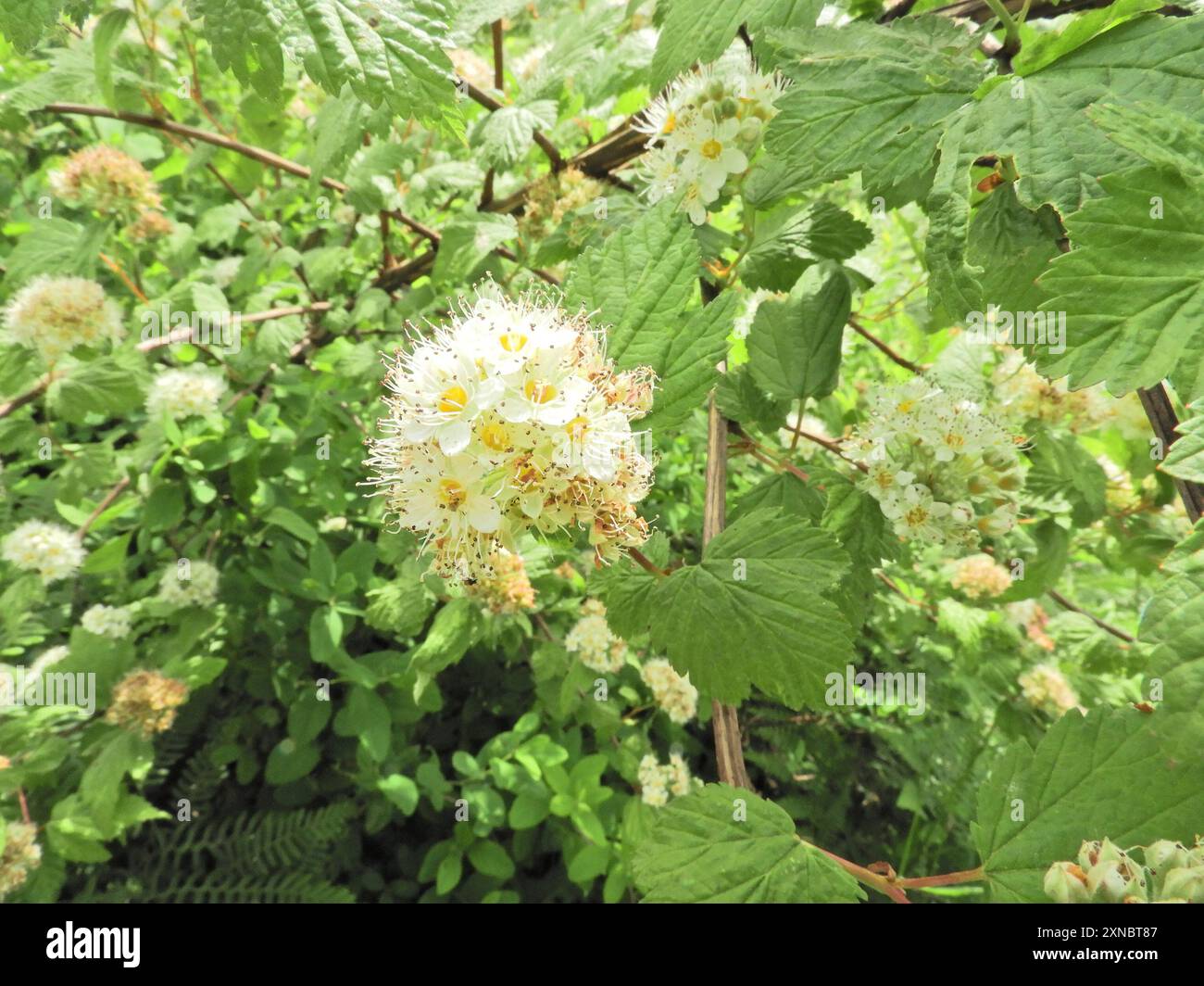 Pacific ninebark (Physocarpus capitatus) Plantae Stock Photo - Alamy