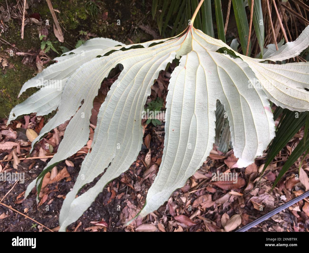 Broad-leaf Fern (Dipteris conjugata) Plantae Stock Photo - Alamy