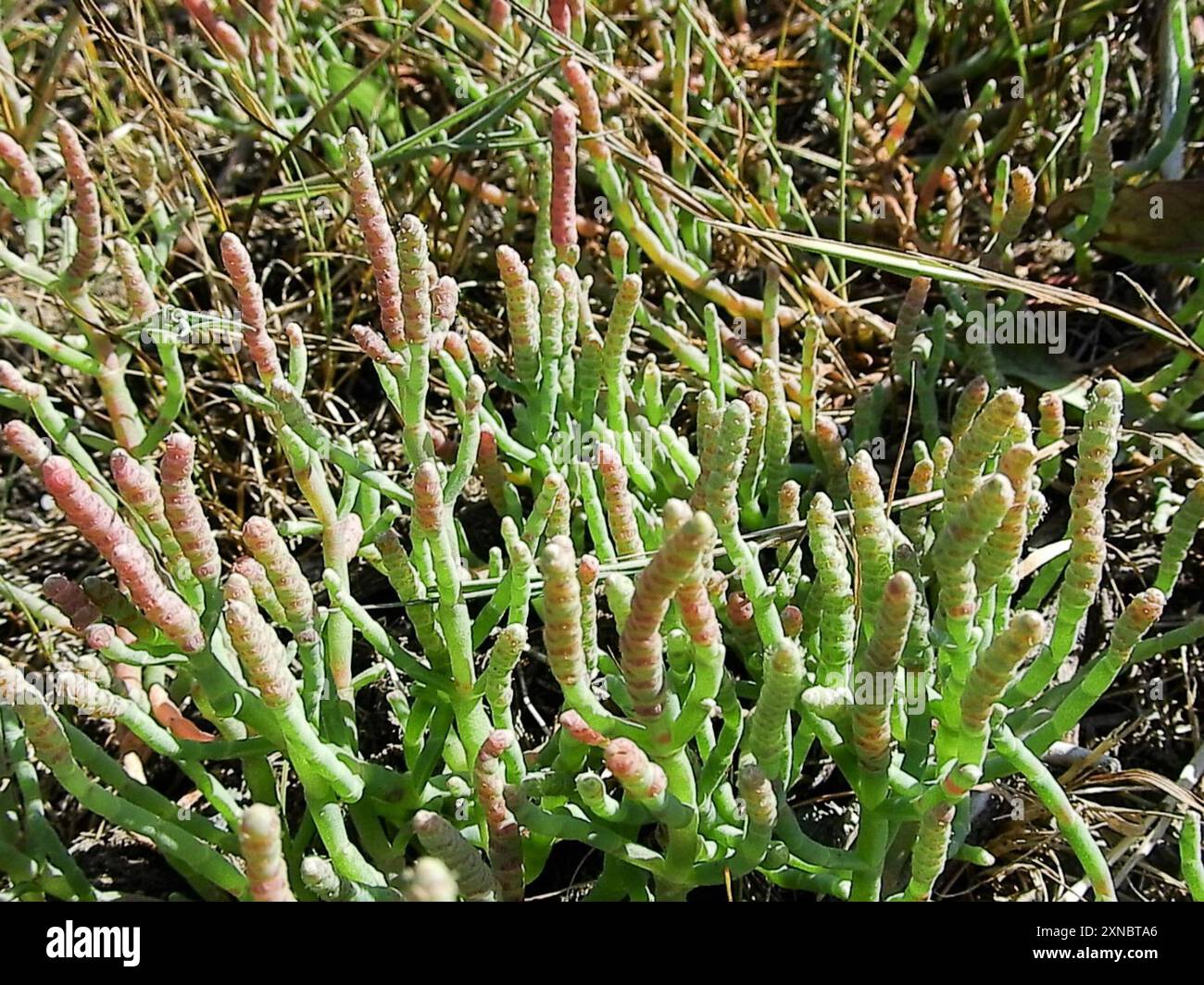 Pacific Glasswort (Salicornia pacifica) Plantae Stock Photo - Alamy