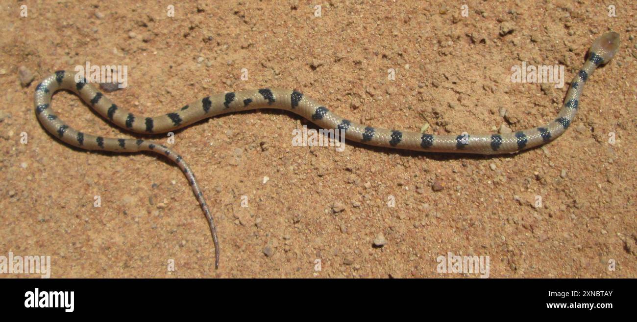 Common Tiger Snake (Telescopus semiannulatus) Reptilia Stock Photo - Alamy