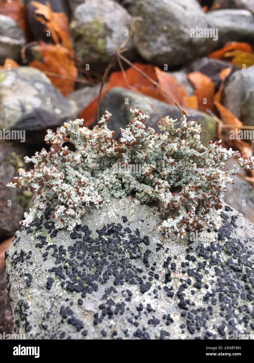 Finger-scale Foam (Stereocaulon dactylophyllum) Fungi Stock Photo - Alamy