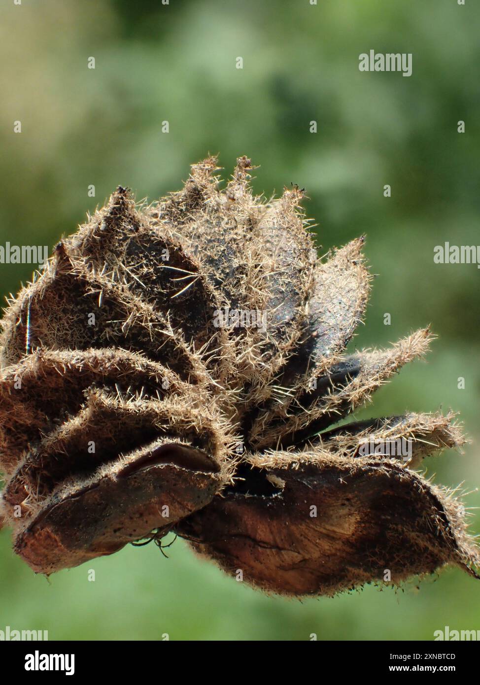 Indian Mallow (Abutilon indicum) Plantae Stock Photo - Alamy