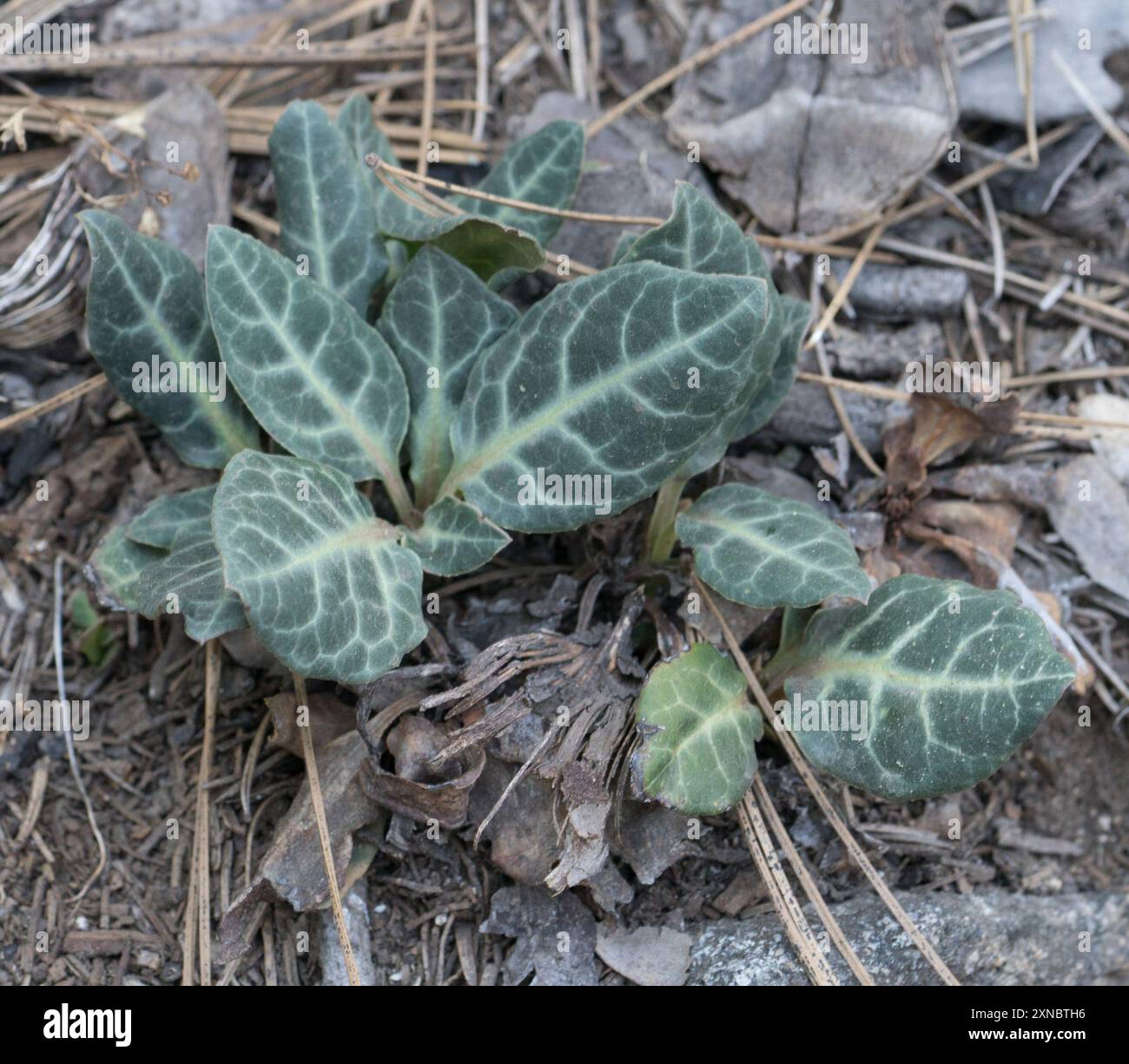 white-veined wintergreen (Pyrola picta) Plantae Stock Photo - Alamy