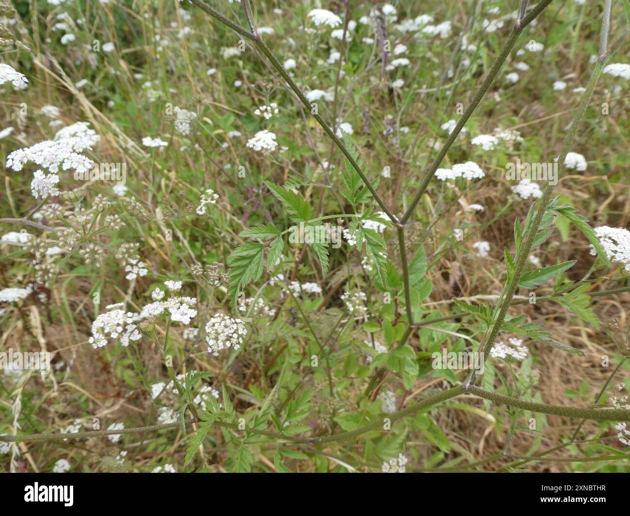 upright hedge-parsley (Torilis japonica) Plantae Stock Photo - Alamy