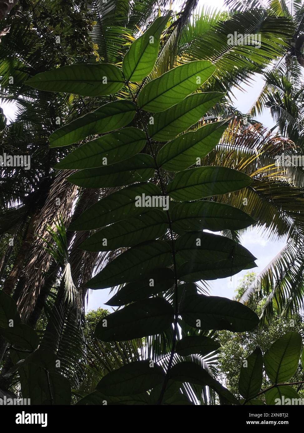 Hiptage (Hiptage benghalensis) Plantae Stock Photo - Alamy