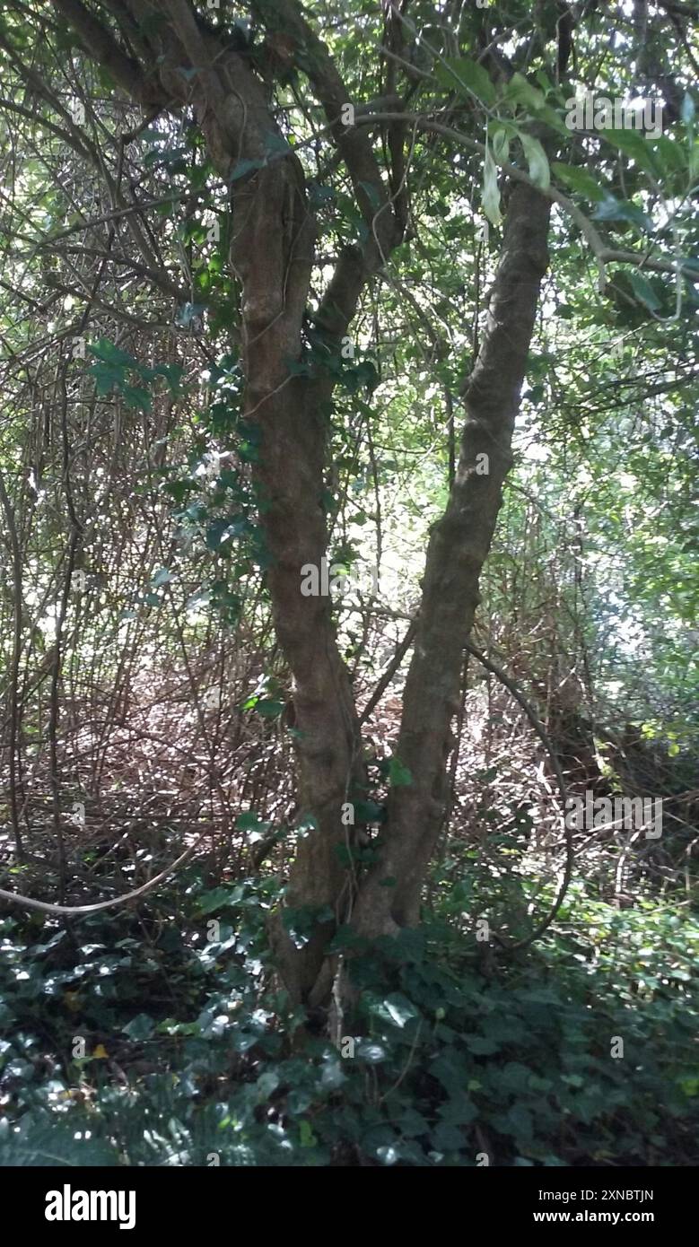 Taupata (Coprosma repens) Plantae Stock Photo - Alamy