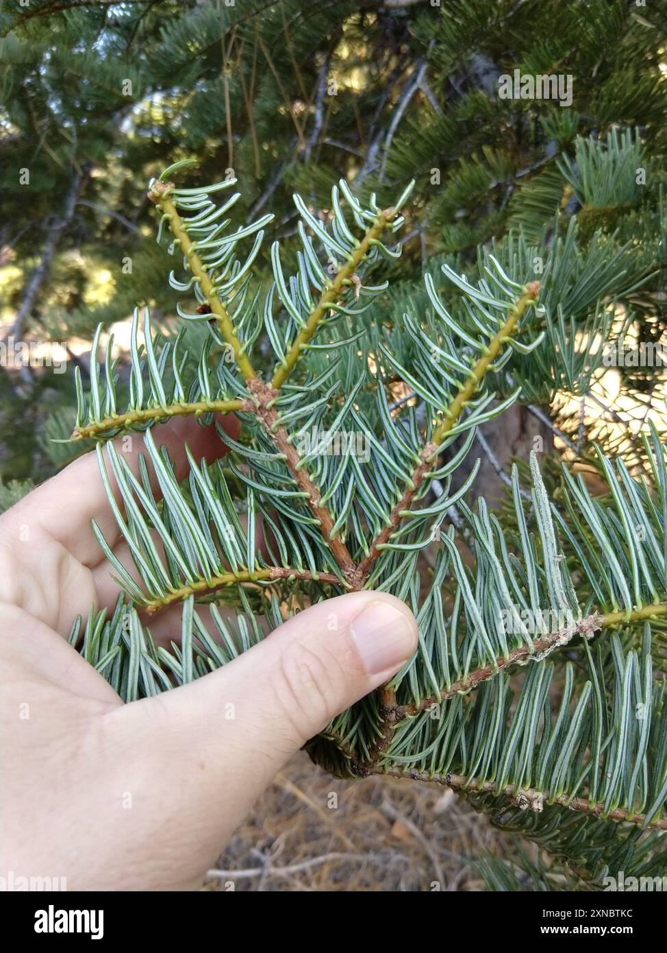 white fir (Abies concolor) Plantae Stock Photo - Alamy