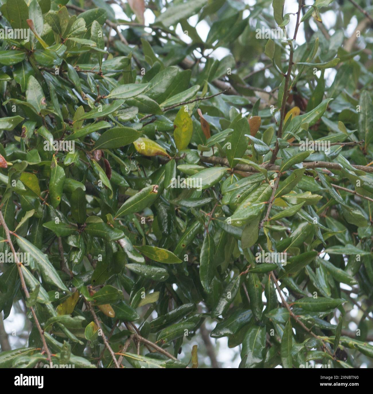 swamp laurel oak (Quercus laurifolia) Plantae Stock Photo - Alamy