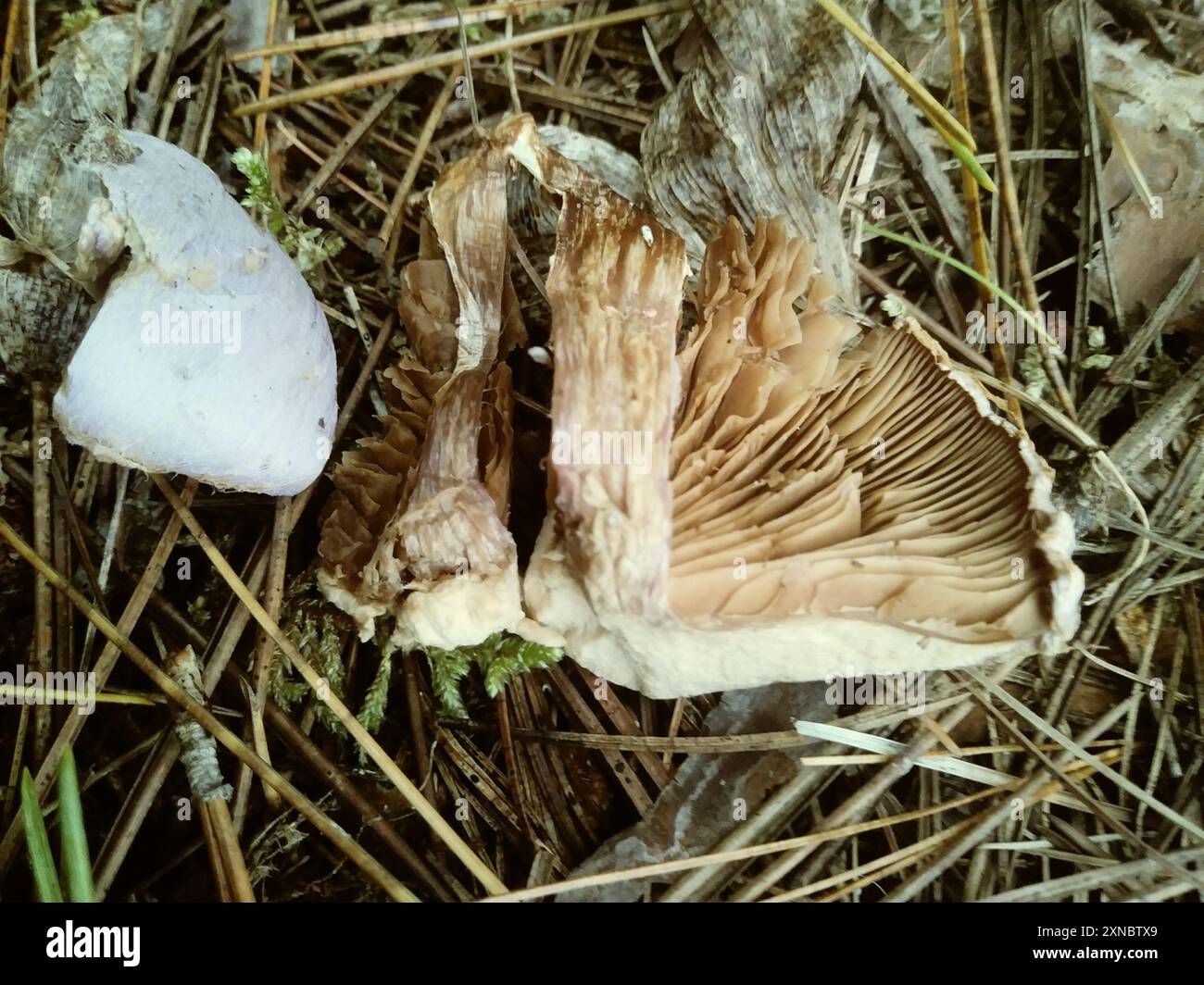 Traganus hi-res stock photography and images - Alamy