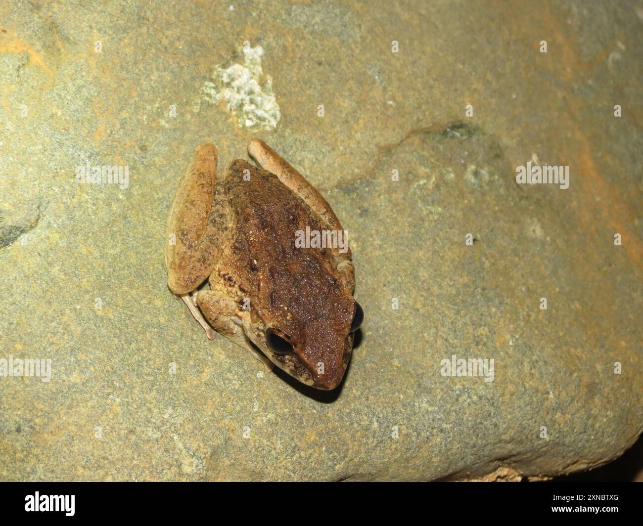 Fitzinger's Robber Frog (Craugastor fitzingeri) Amphibia Stock Photo ...