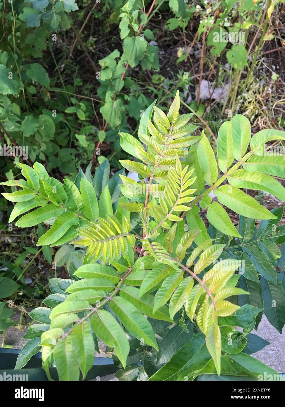 shining sumac (Rhus copallinum) Plantae Stock Photo - Alamy