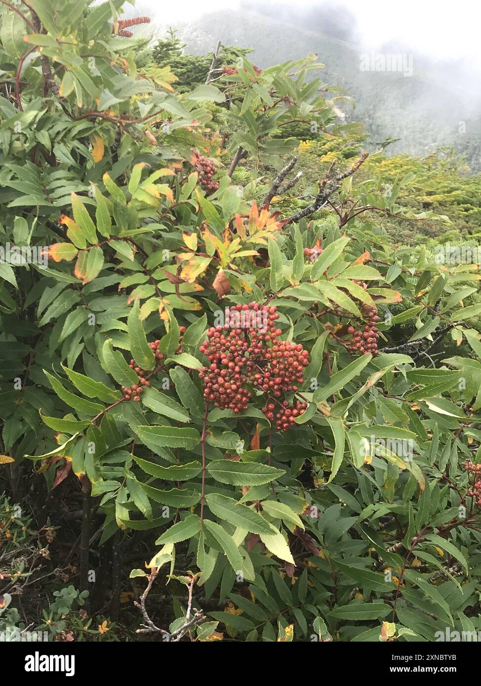 showy mountain-ash (Sorbus decora) Plantae Stock Photo - Alamy