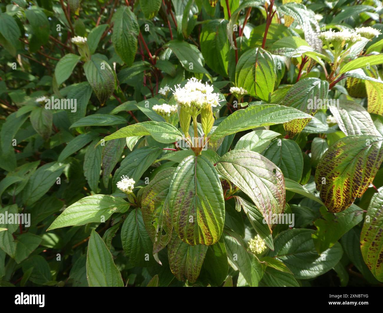 common dogwood (Cornus sanguinea) Plantae Stock Photo - Alamy