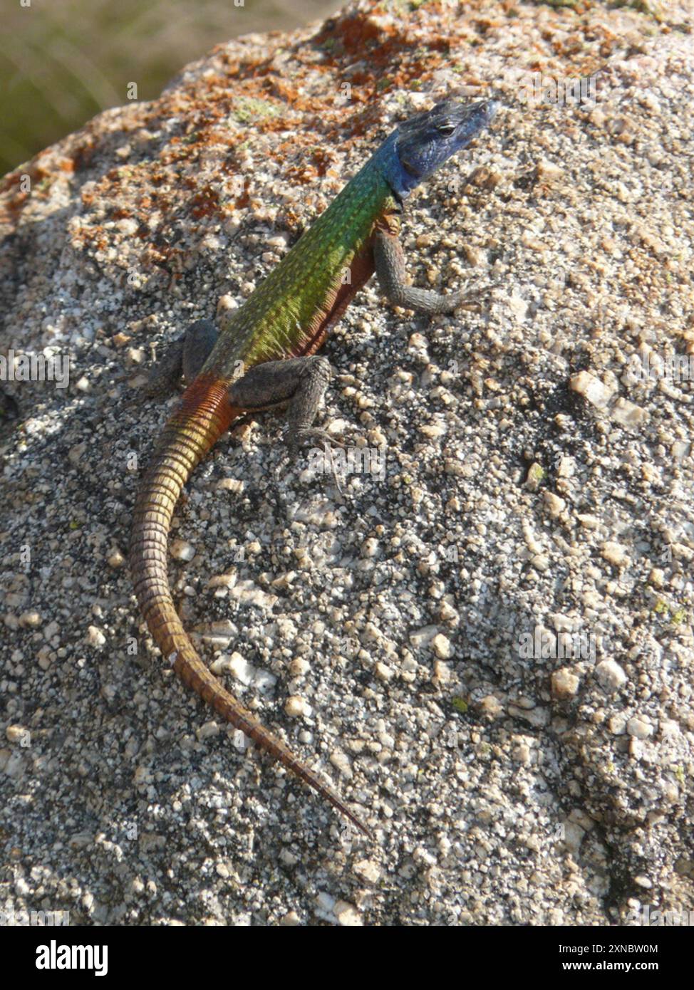 Zimbabwe Flat Lizard (Platysaurus intermedius rhodesianus) Reptilia ...