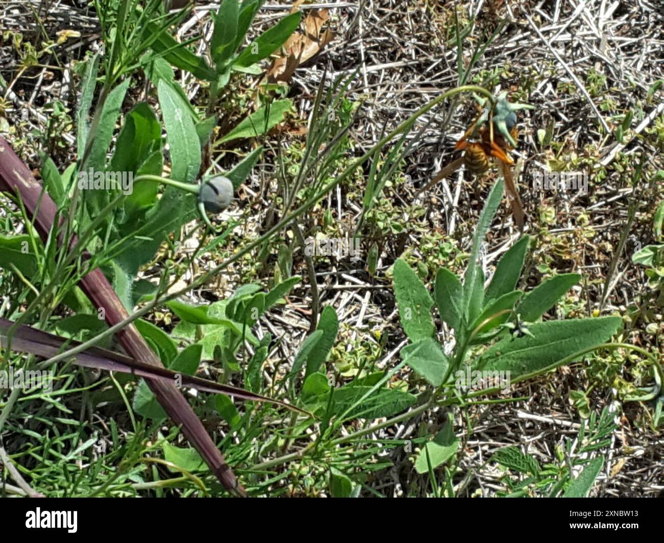 Apache Paper Wasp (Polistes apachus) Insecta Stock Photo - Alamy