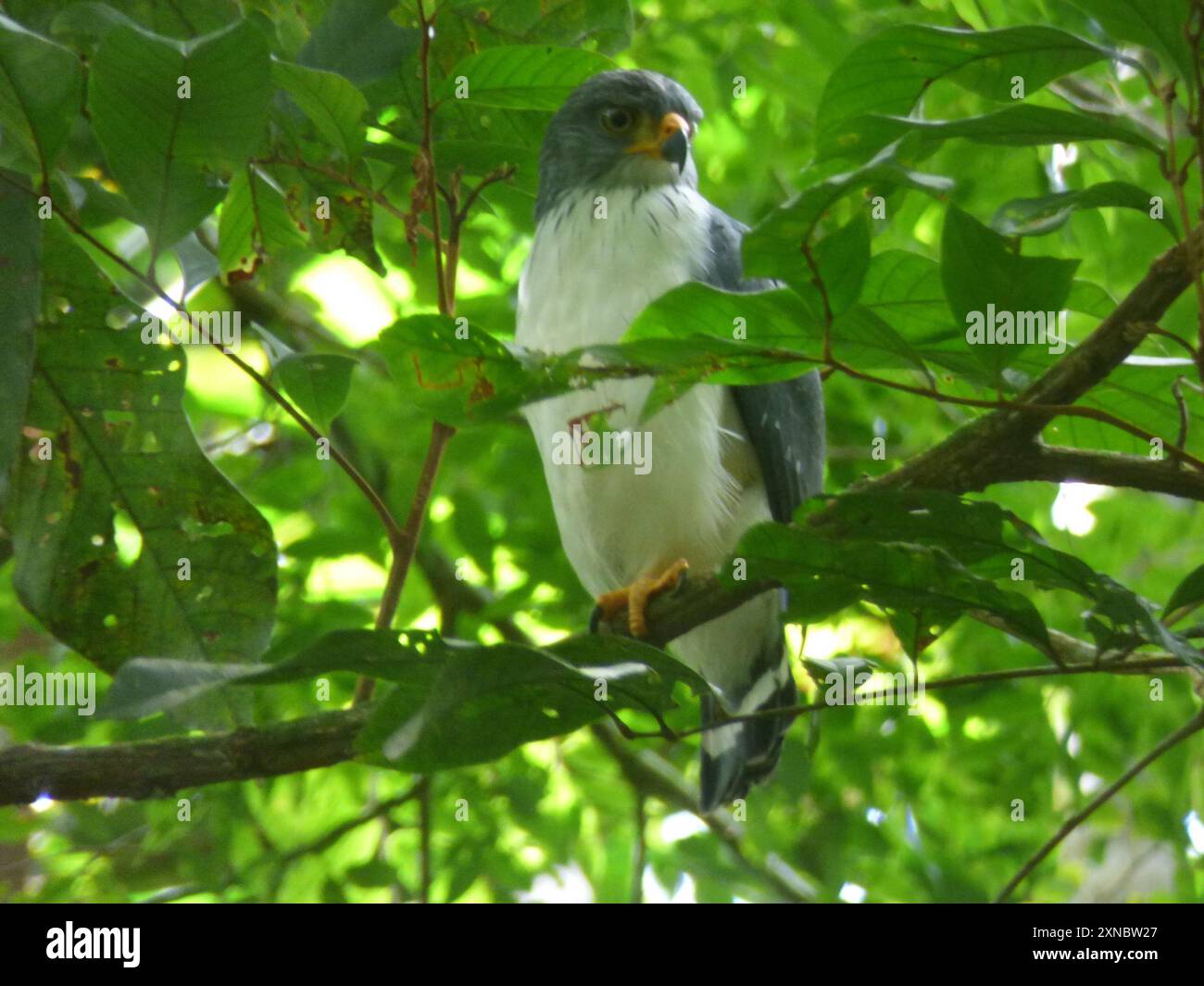 Semiplumbeous hawk hi-res stock photography and images - Alamy