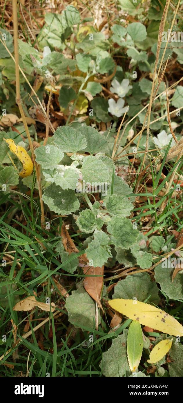 alkali mallow (Malvella leprosa) Plantae Stock Photo - Alamy