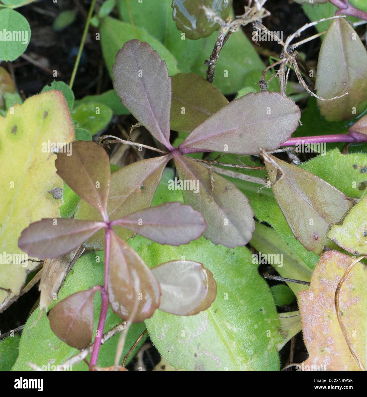 turkey tangle frogfruit (Phyla nodiflora) Plantae Stock Photo - Alamy