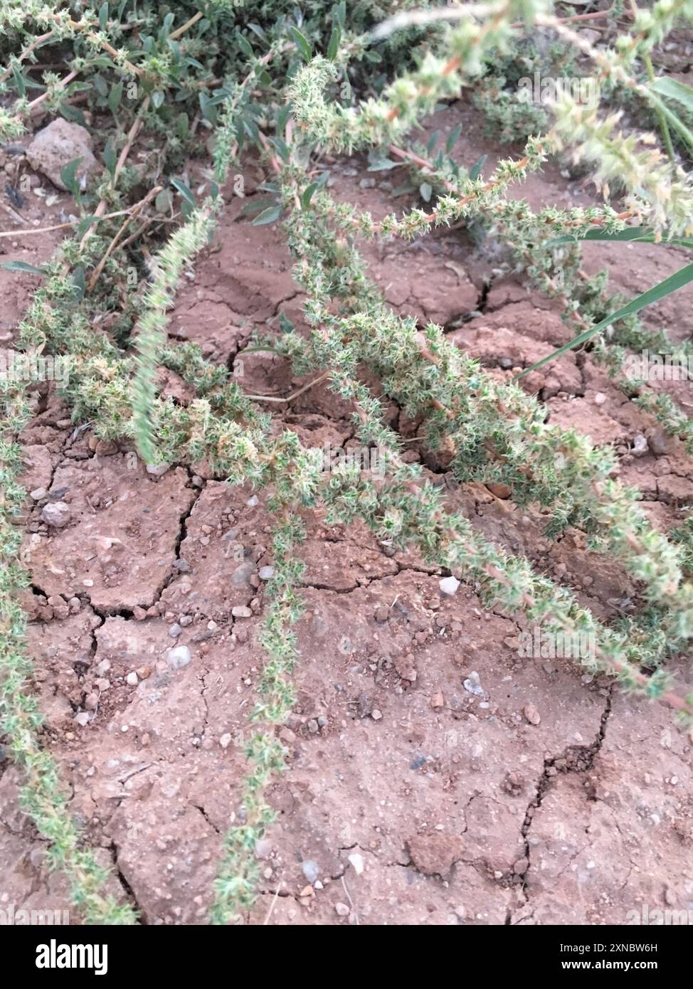 Palmer's Amaranth (Amaranthus palmeri) Plantae Stock Photo - Alamy