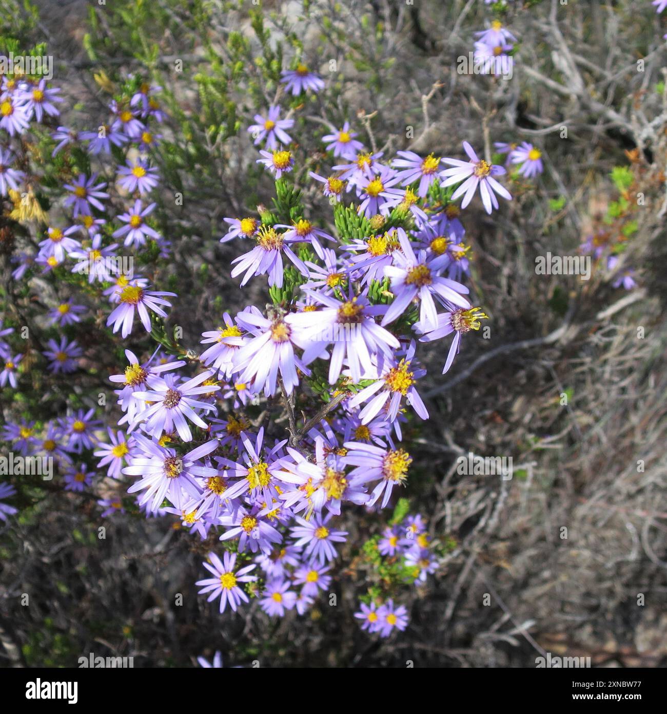 Common Fine Felicia (Felicia filifolia filifolia) Plantae Stock Photo ...